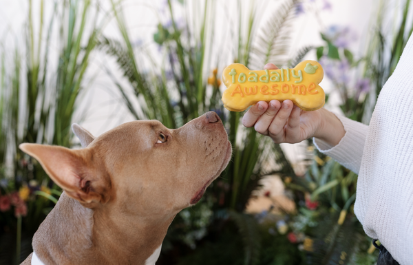 'Toadally Awesome' A Closer Look At Our Spring 2023 Box – Wufers