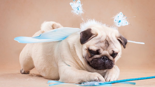Signs Your Pup Has A Great Fairy Dog Mother – Wufers