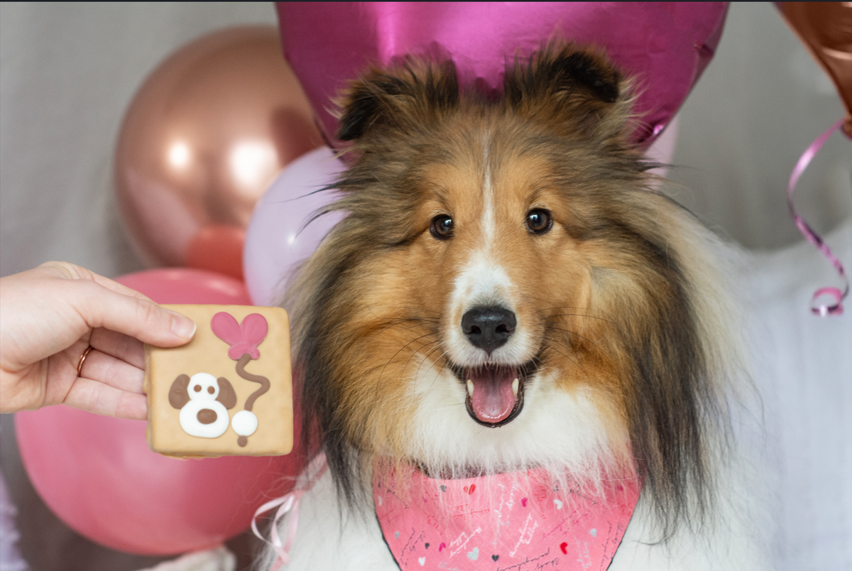 Top 3 Gifts for Valentine's Day for your Dog – Wufers
