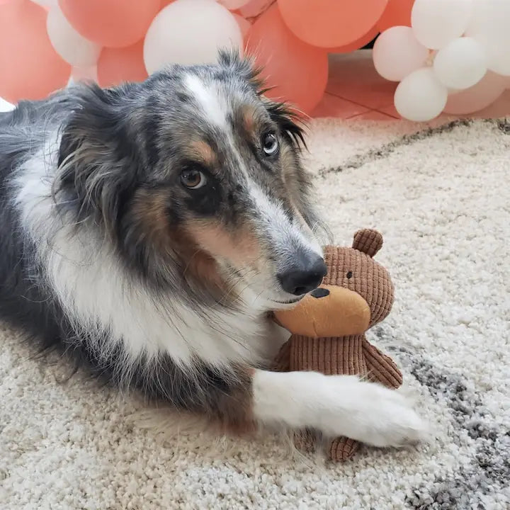 Get Well Snuggly Teddy - Dog Toy – Wufers